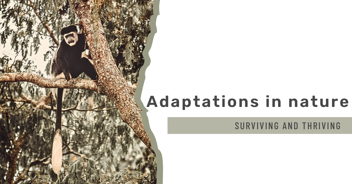 Adaptations in nature - ourroadtonature