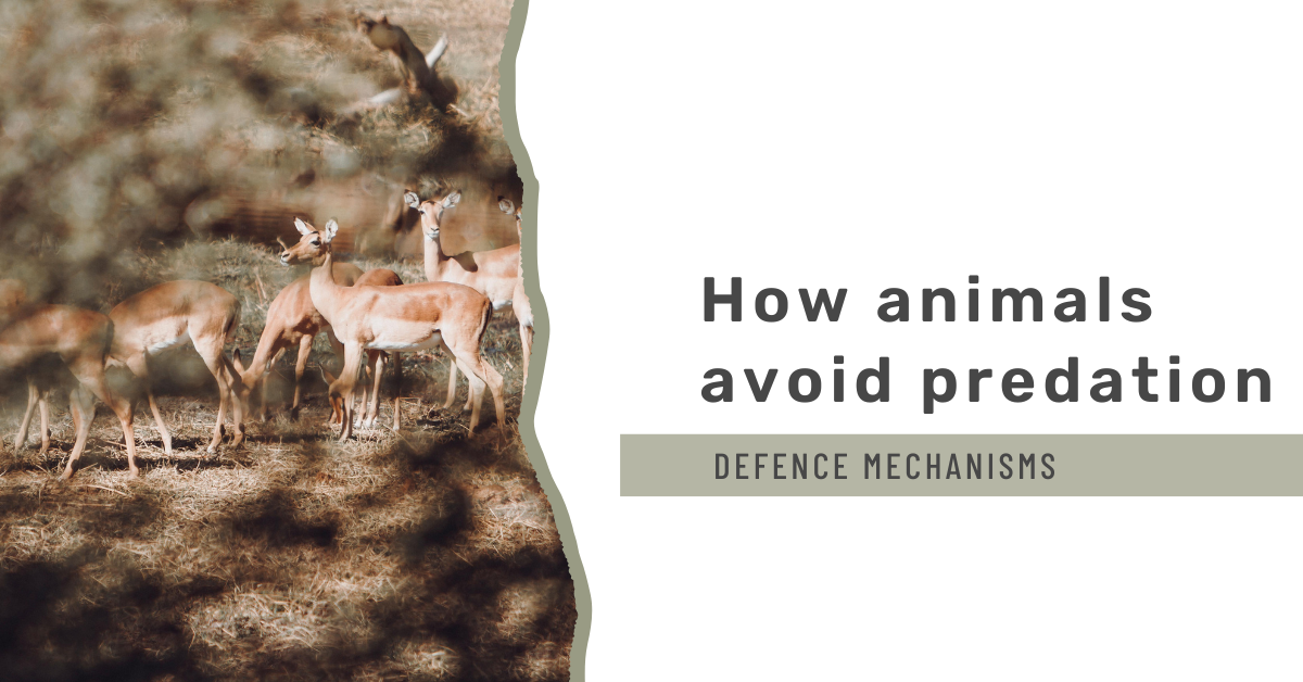 Exploring Defence Mechanisms: How Animals Avoid Predation ...