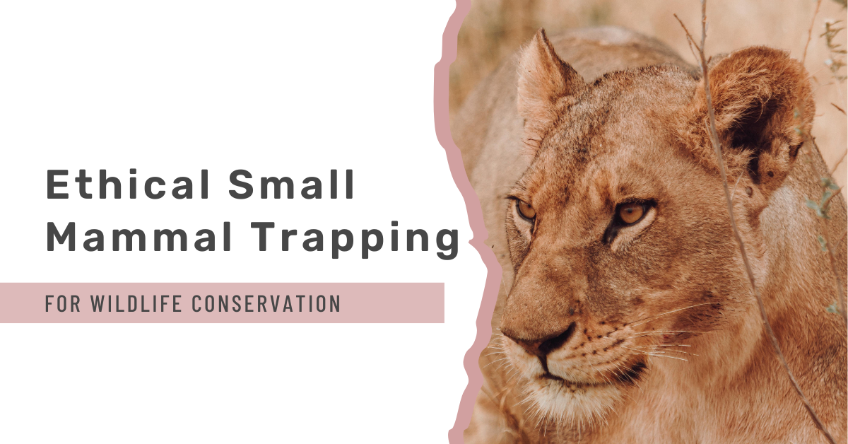 Ethical Small Mammal Trapping in Wildlife Conservation - ourroadtonature